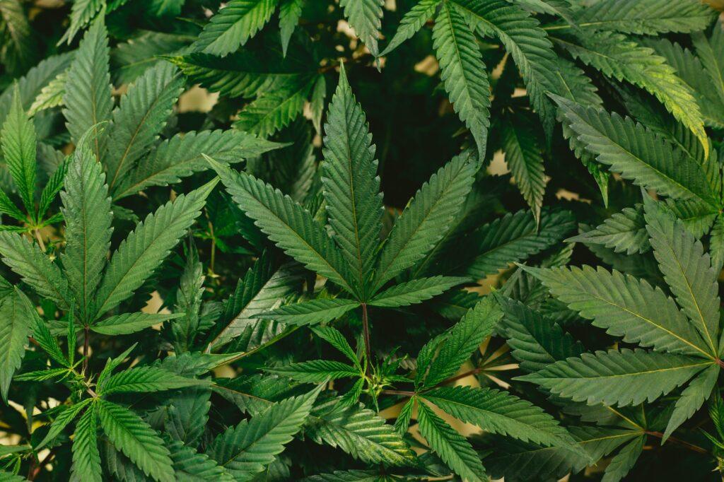 Believing in Marijuana: Throwing Good Faith After Bad - Current ...